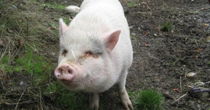 The sad case of Molly: Pig or pork? – Jillian Page: Reflections